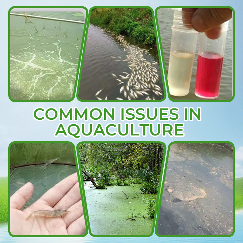 Mixed Feed Additive Powder – mexicoify